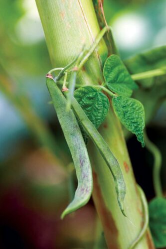 Three Sisters Native American Gardening – Mother Earth News